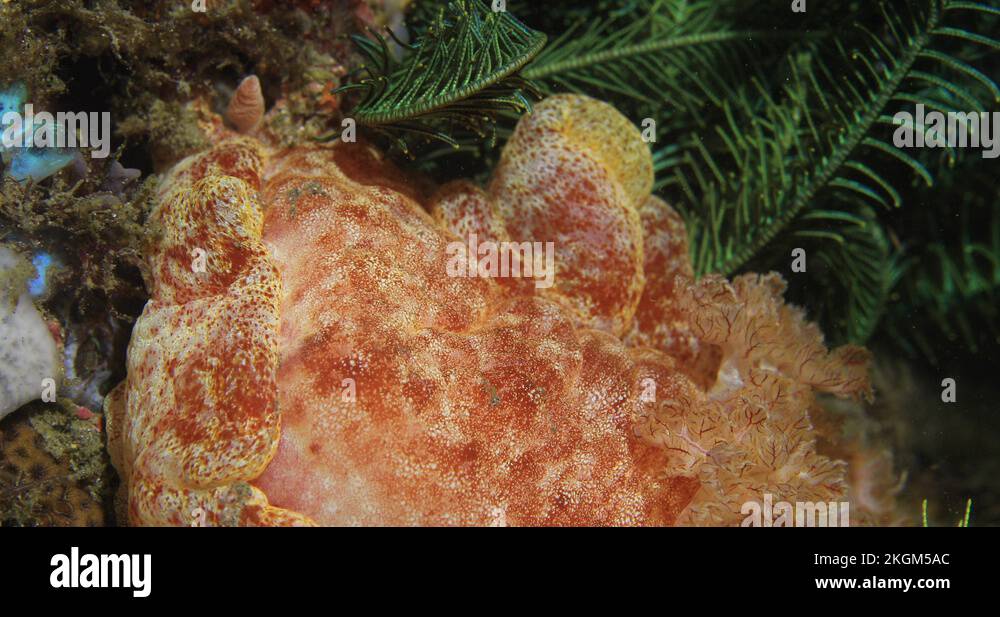 Spanish Dancer Nudibranch (Hexabranchus sanguineus) Sea Slug Underwater ...