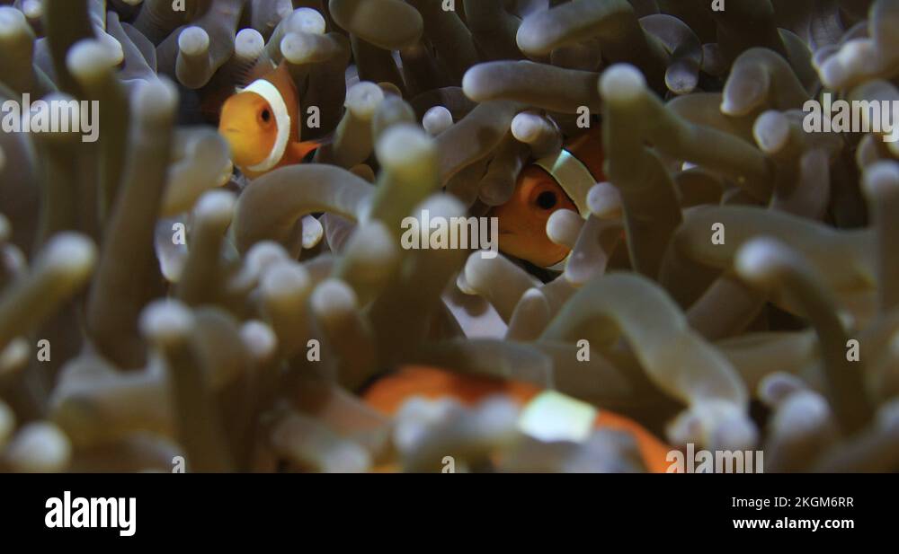 False Clown Anemonefish (Amphiprion ocellaris) Underwater in Anilao ...