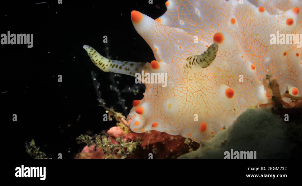 Nudibranch (Halgerda batangas) Sea Slug Underwater in Anilao ...
