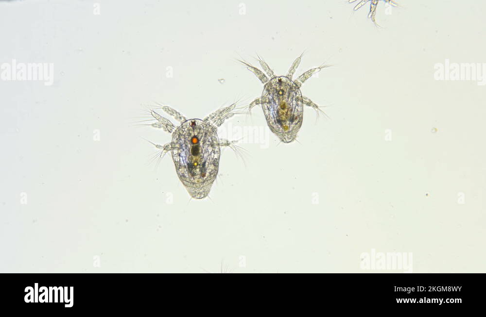 Nauplius larva Cyclopidae under a microscope Stock Video Footage - Alamy