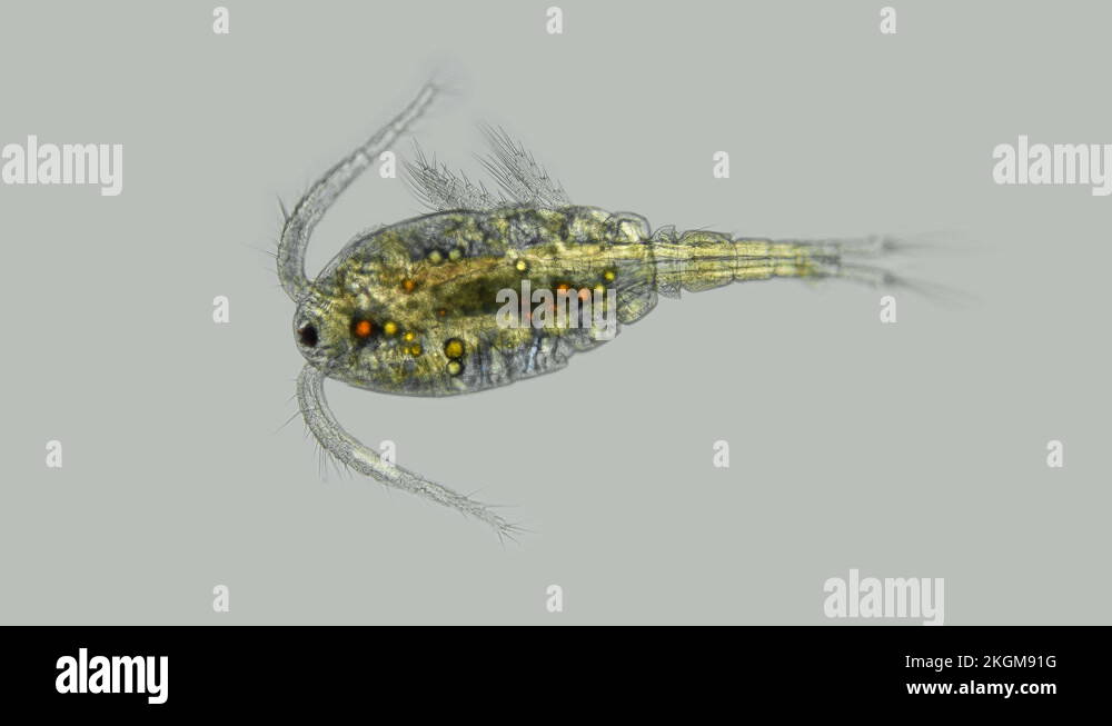 Copepoda Stock Videos & Footage - HD and 4K Video Clips - Alamy