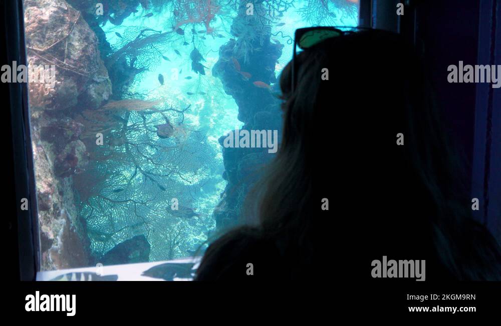 Underwater observatory Stock Videos & Footage - HD and 4K Video Clips ...