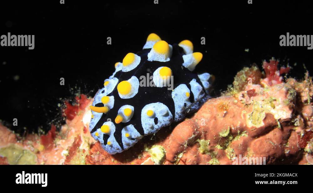 Painted Phyllidia Nudibranch (Phyllidia picta) Sea Slug Underwater ...