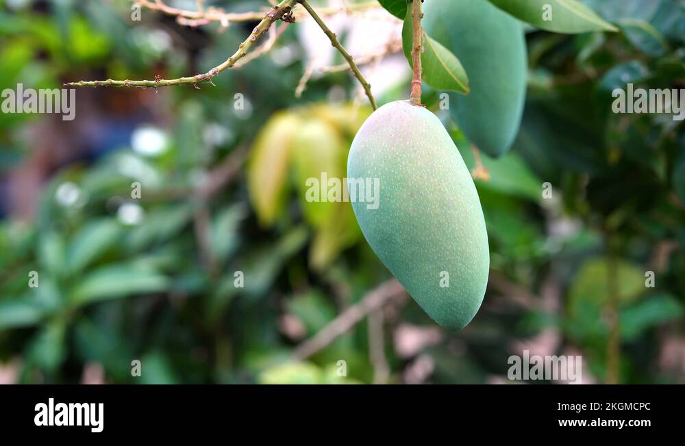 Green mangoes Stock Videos & Footage - HD and 4K Video Clips - Alamy
