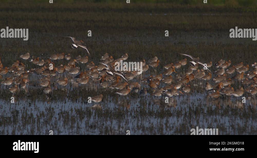 Flying wading birds Stock Videos & Footage - HD and 4K Video Clips - Alamy