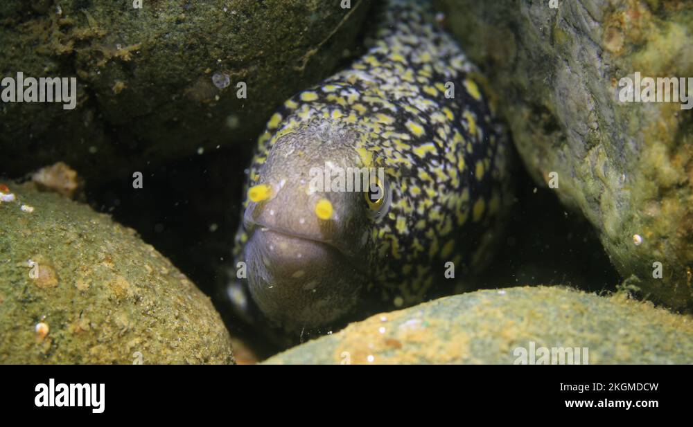 Snowflake Moray Eel (Echidna Nebulosa) underwater on a coral reef Stock ...