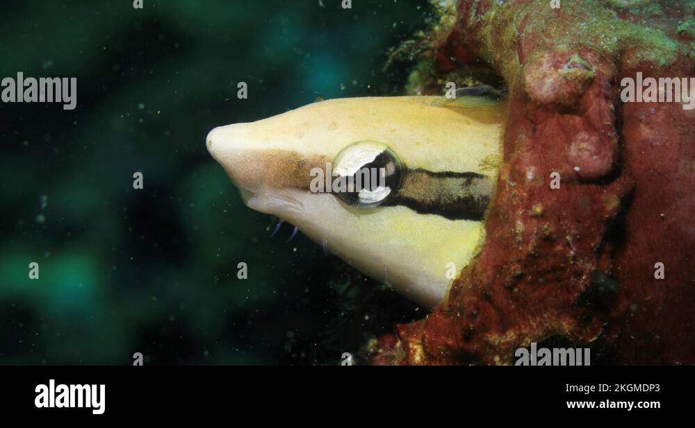 False Cleanerfish (Aspidontus taeniatus) in a bottle on Coral Reef ...