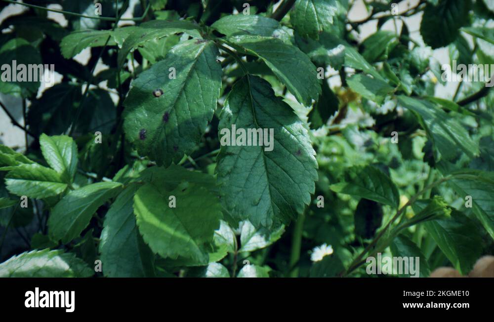 Eye through leaves Stock Videos & Footage - HD and 4K Video Clips - Alamy