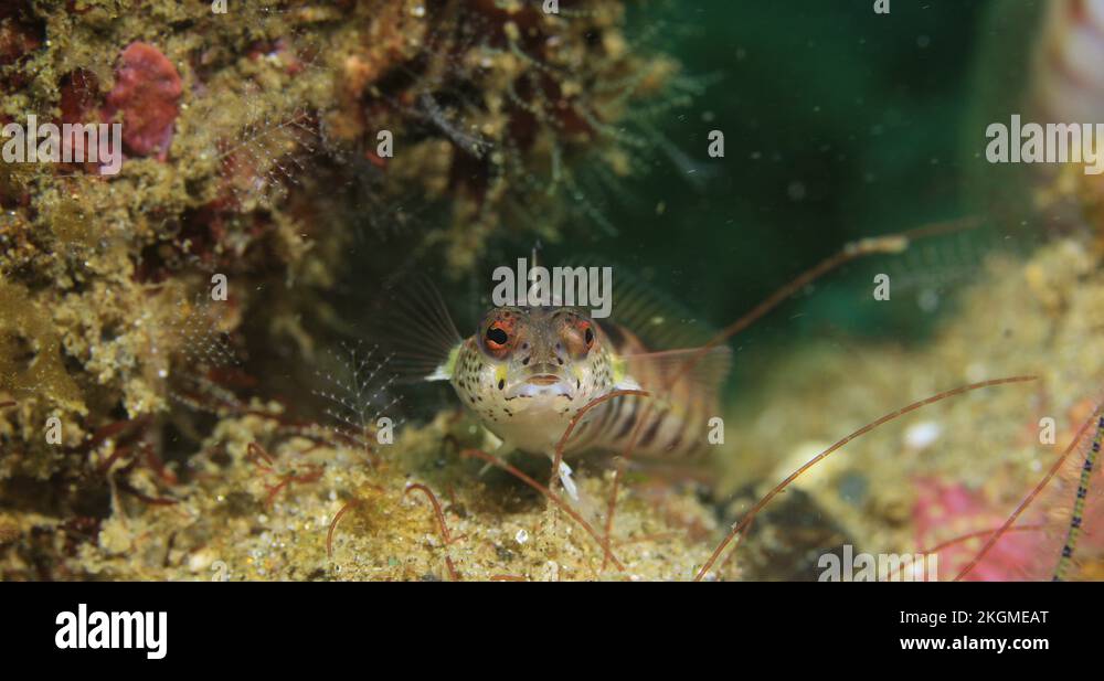 Coral reef mark Stock Videos & Footage - HD and 4K Video Clips - Alamy