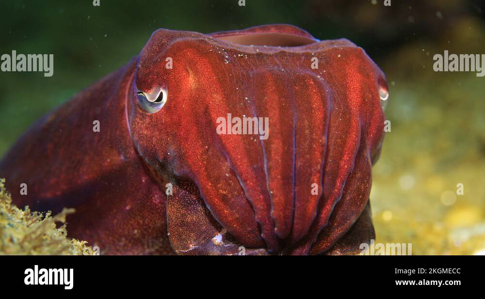 Underwater broadclub cuttlefish Stock Videos & Footage - HD and 4K ...
