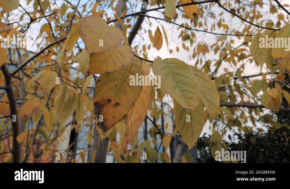 Fall gum tree Stock Videos & Footage - HD and 4K Video Clips - Alamy