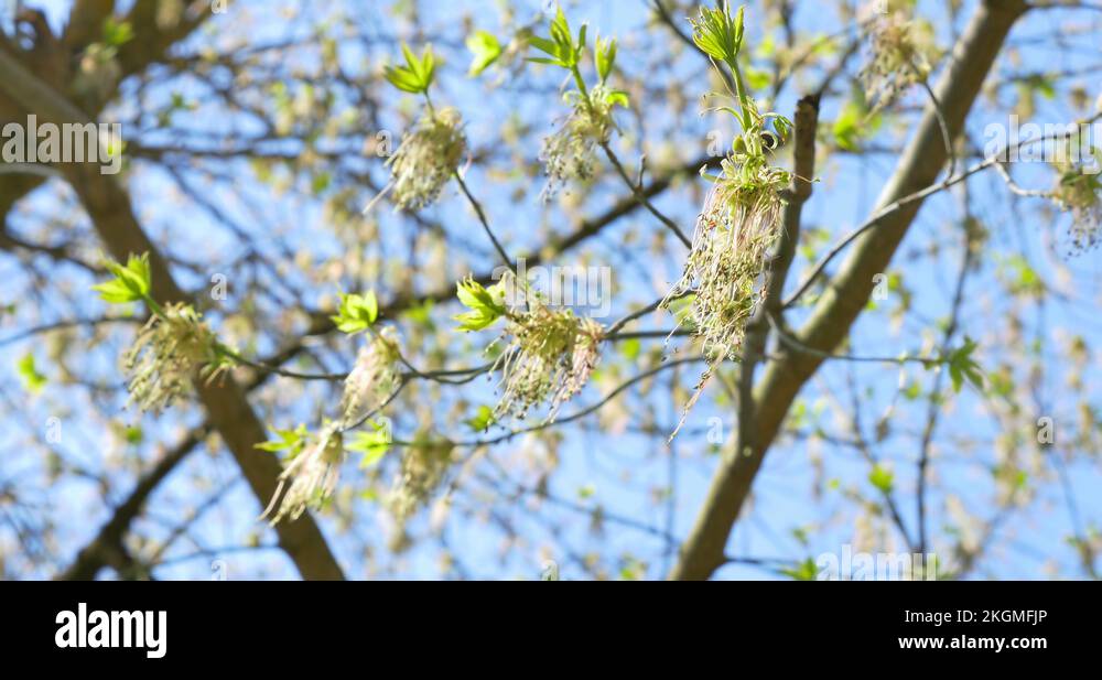 Rain pollination Stock Videos & Footage - HD and 4K Video Clips - Alamy