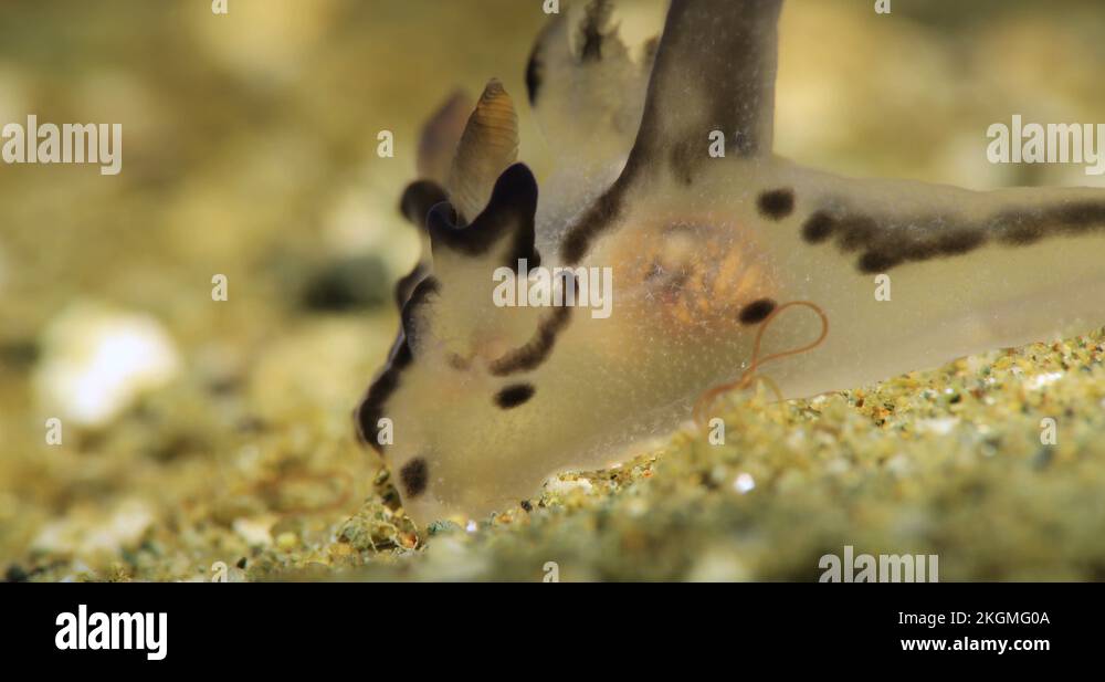 Nudibranch (Thecacera sp.4) Sea Slug on Coral Reef Underwater Stock ...