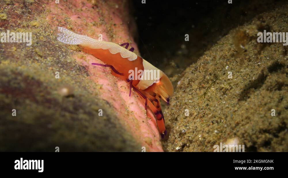 Emperor Shrimp (Periclimenes imperator) Underwater in the Ambon ...