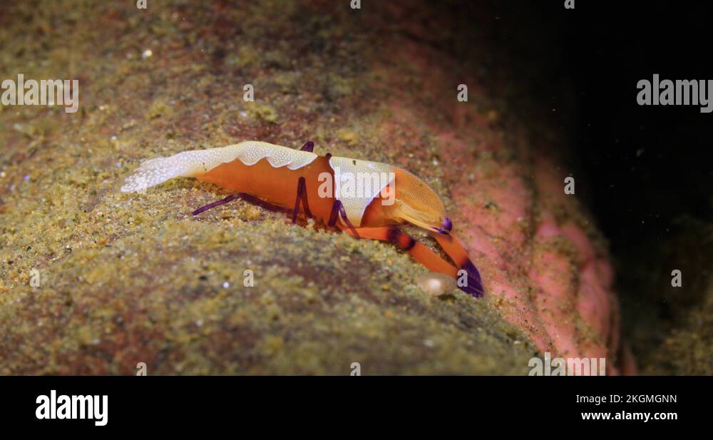 Emperor Shrimp (Periclimenes imperator) Underwater in the Ambon ...