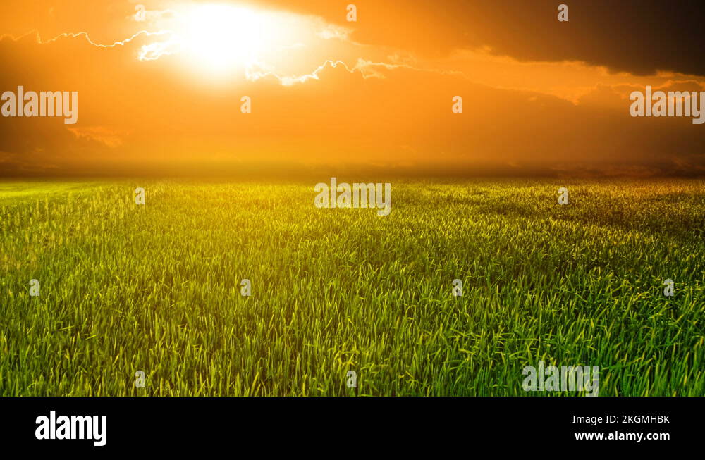 Bright field illumination Stock Videos & Footage - HD and 4K Video ...