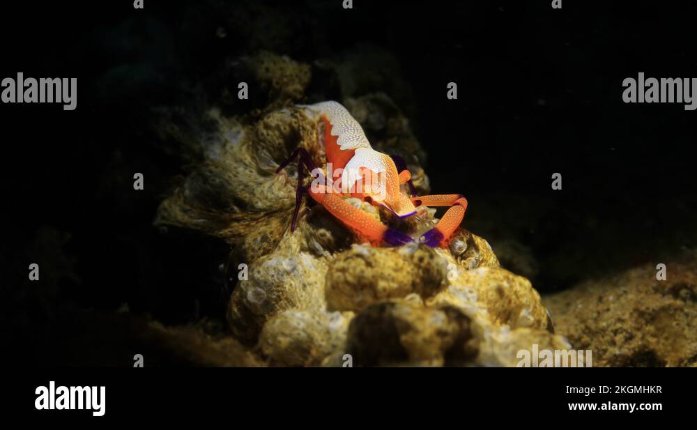 Emperor Shrimp (Periclimenes imperator) Underwater in the Ambon ...