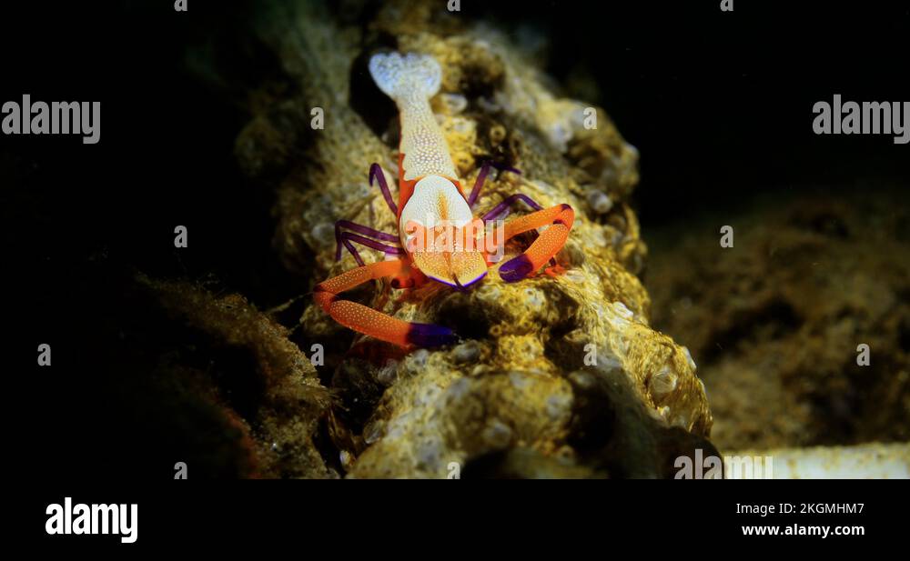 Emperor Shrimp (Periclimenes imperator) Underwater in the Ambon ...