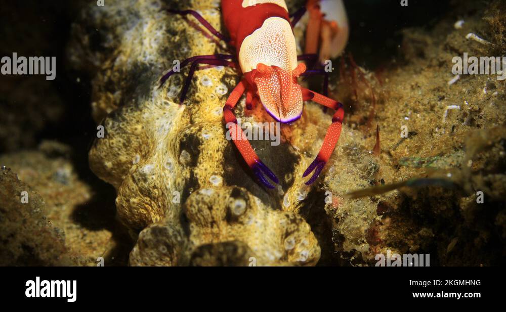 Emperor Shrimp (Periclimenes imperator) Underwater in the Ambon ...