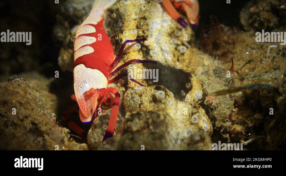 Emperor Shrimp (Periclimenes imperator) Underwater in the Ambon ...