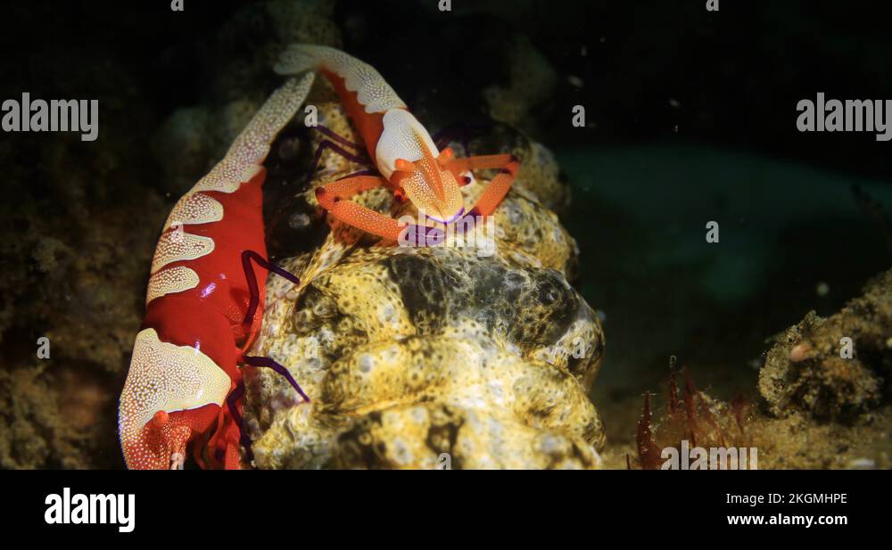Emperor Shrimp (Periclimenes imperator) Underwater in the Ambon ...