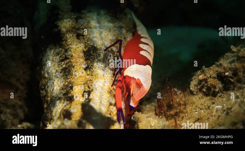 Emperor Shrimp (Periclimenes imperator) Underwater in the Ambon ...