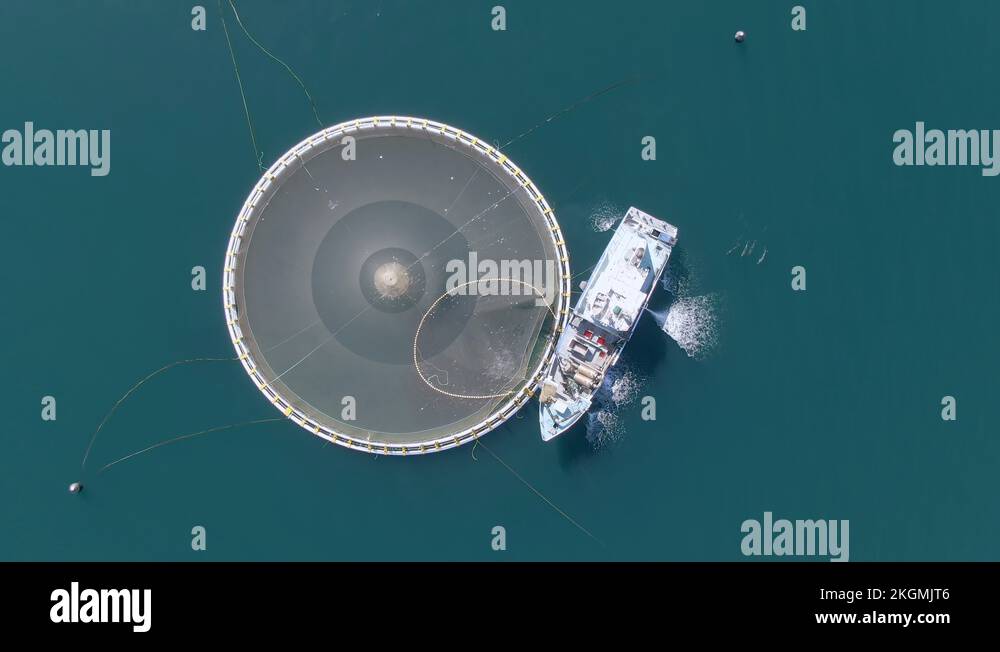 Kingfish fishing Stock Videos & Footage - HD and 4K Video Clips - Alamy