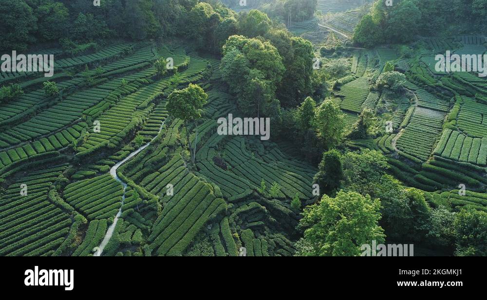 China forest farm plantation Stock Videos & Footage - HD and 4K Video ...