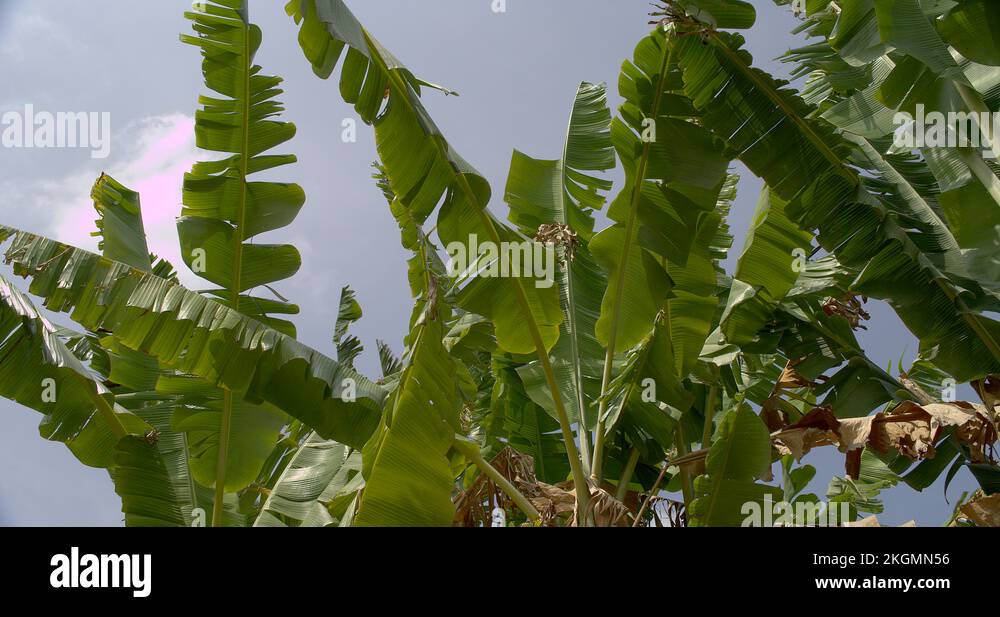 Banana tree trees Stock Videos & Footage - HD and 4K Video Clips - Alamy