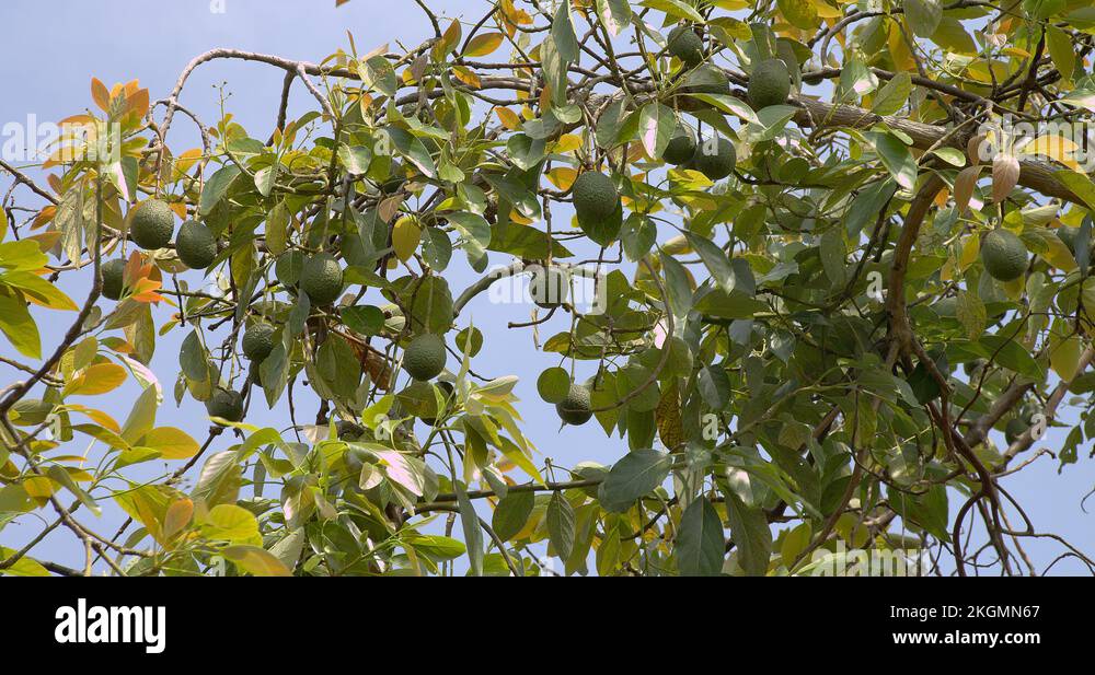 Mango tree trees Stock Videos & Footage - HD and 4K Video Clips - Alamy