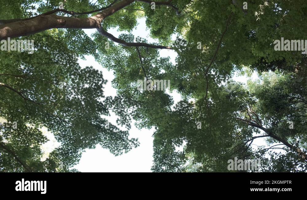 Japanese Maple Tree Canopy Stock Video Footage - Alamy