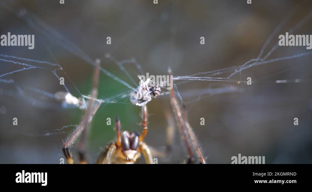 Spider catch insect Stock Videos & Footage - HD and 4K Video Clips - Alamy