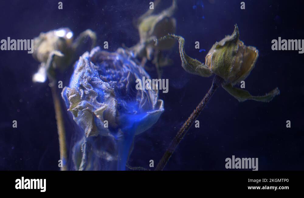 Dried blue paint Stock Videos & Footage - HD and 4K Video Clips - Alamy