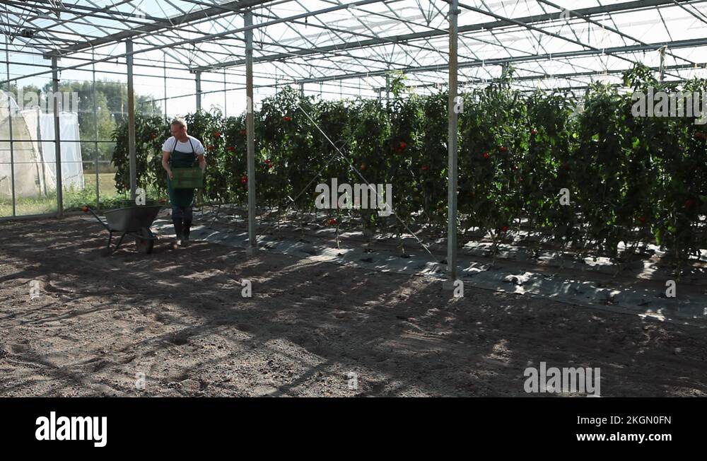 WS, PAN, man transporting crates of tomatoes in a wheelbarrow to a ...