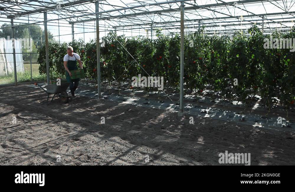 WS, PAN, man transporting crates of tomatoes in a wheelbarrow to a ...