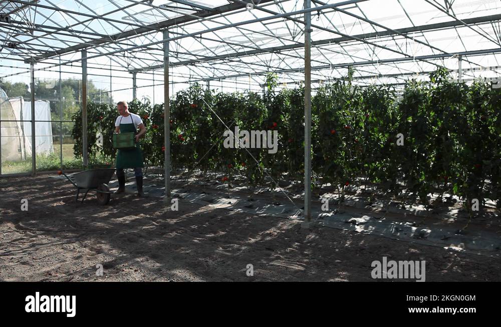WS, PAN, man transporting crates of tomatoes in a wheelbarrow to a ...