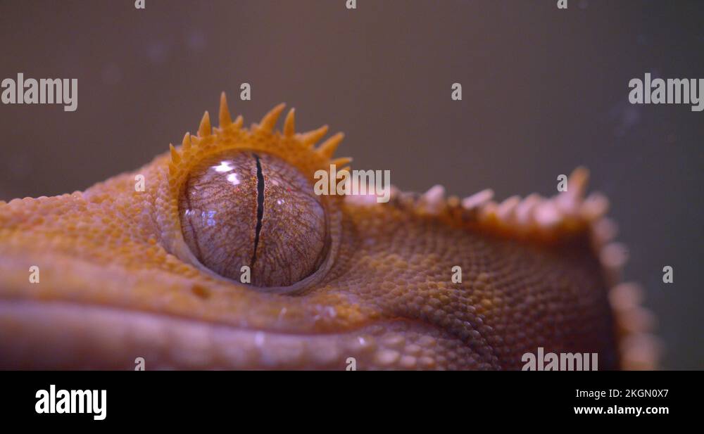 Frog eye shot Stock Videos & Footage - HD and 4K Video Clips - Alamy