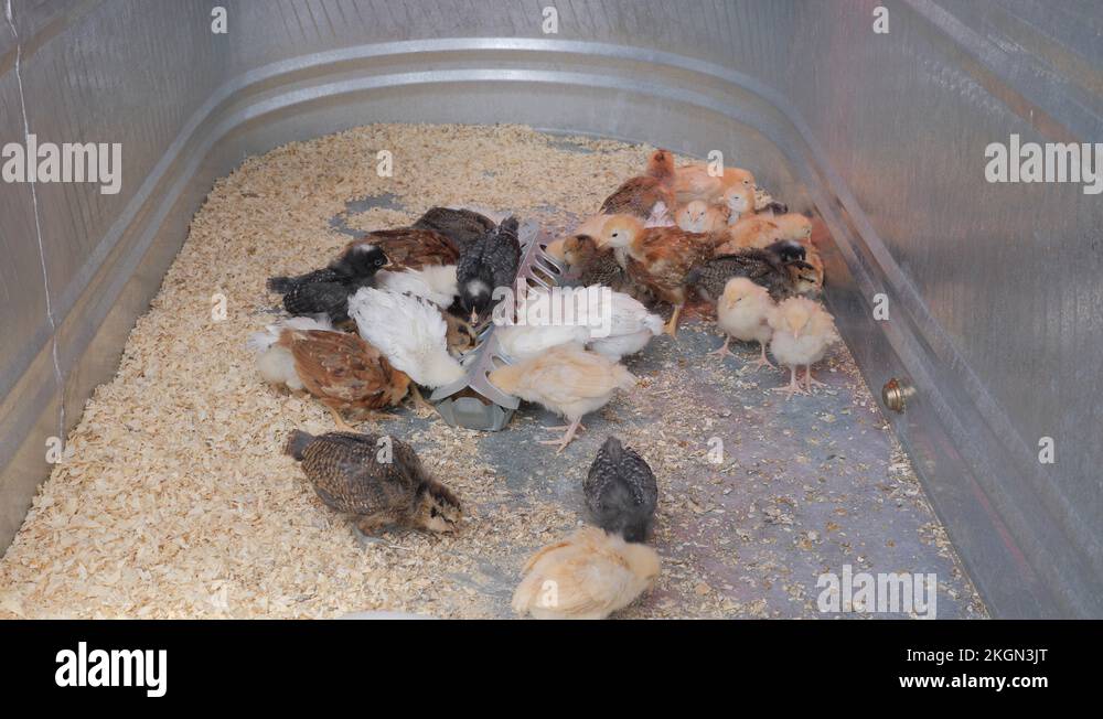 Children chickens Stock Videos & Footage - HD and 4K Video Clips - Alamy