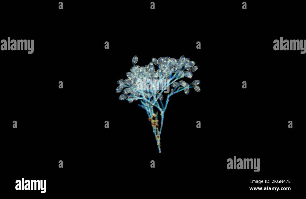 Stem tree microscope Stock Videos & Footage - HD and 4K Video Clips - Alamy