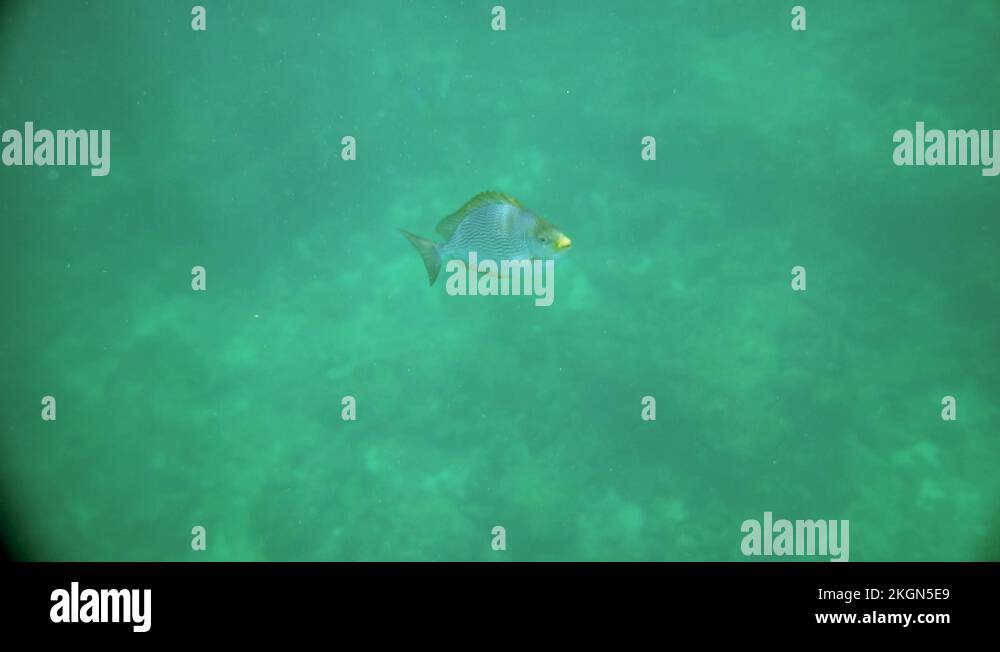 Rabbit fish Stock Videos & Footage - HD and 4K Video Clips - Alamy