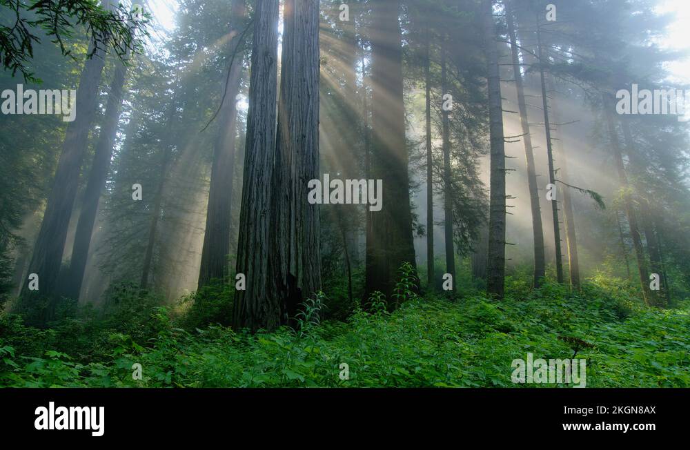 8K Rays of light in Redwood National park, The Redwood National and ...