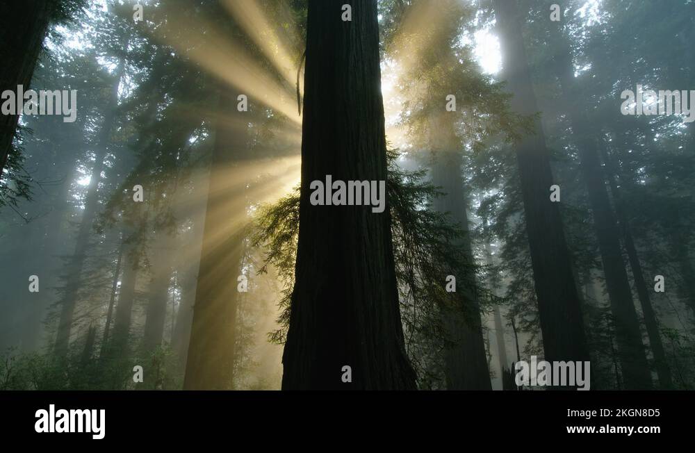 8K Rays of light in Redwood National park, The Redwood National and ...