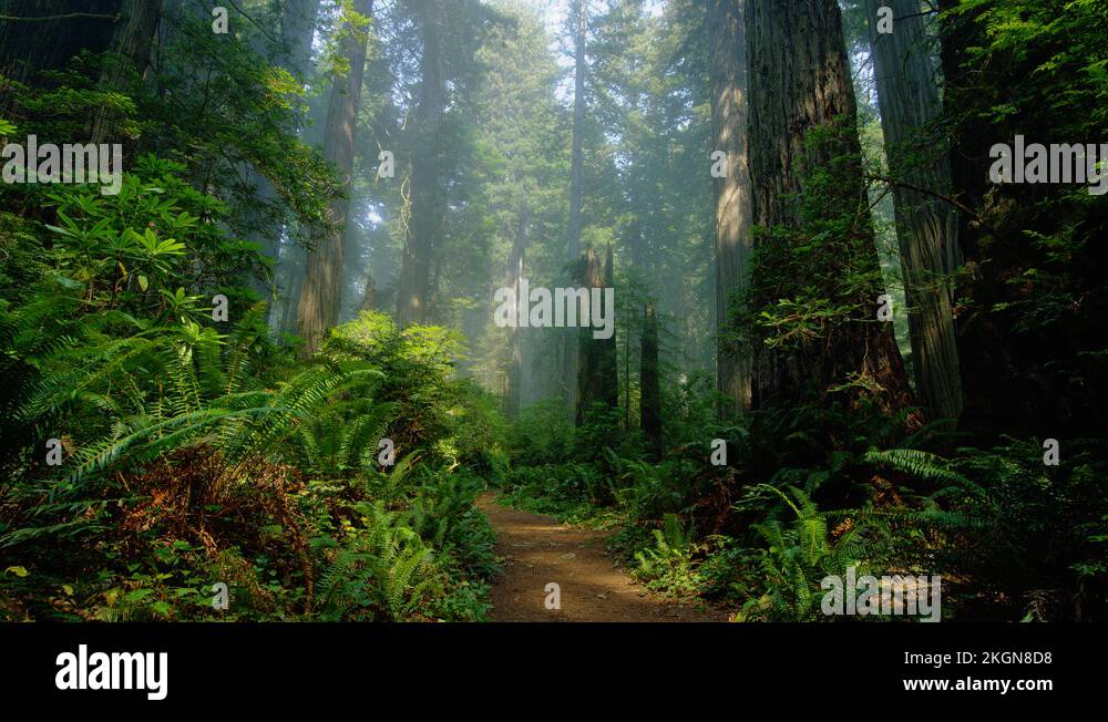 8K Rays of light in Redwood National park, The Redwood National and ...