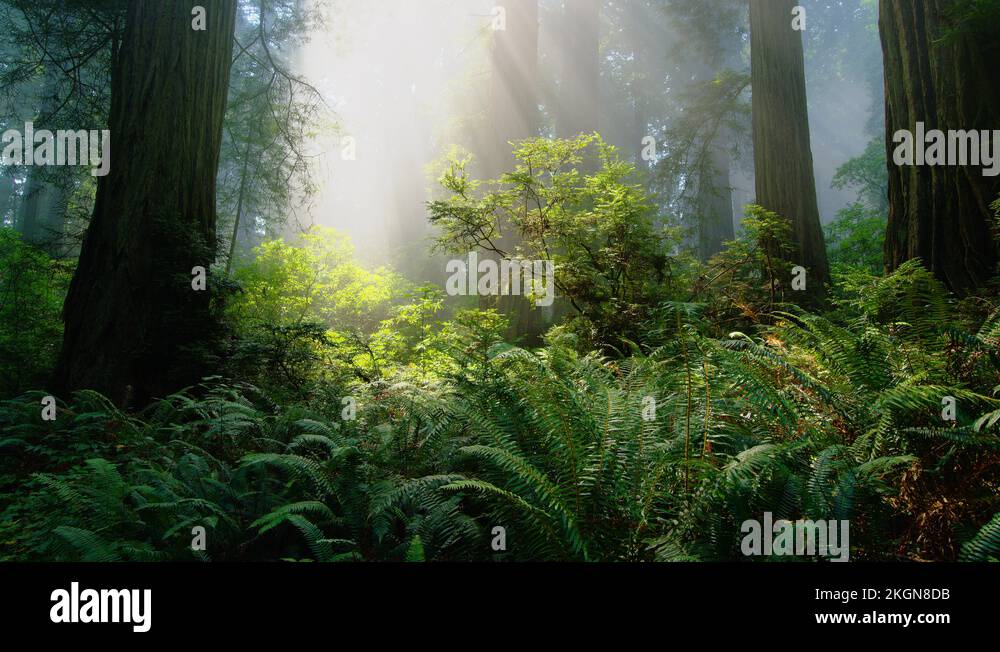8K Rays of light in Redwood National park, The Redwood National and ...