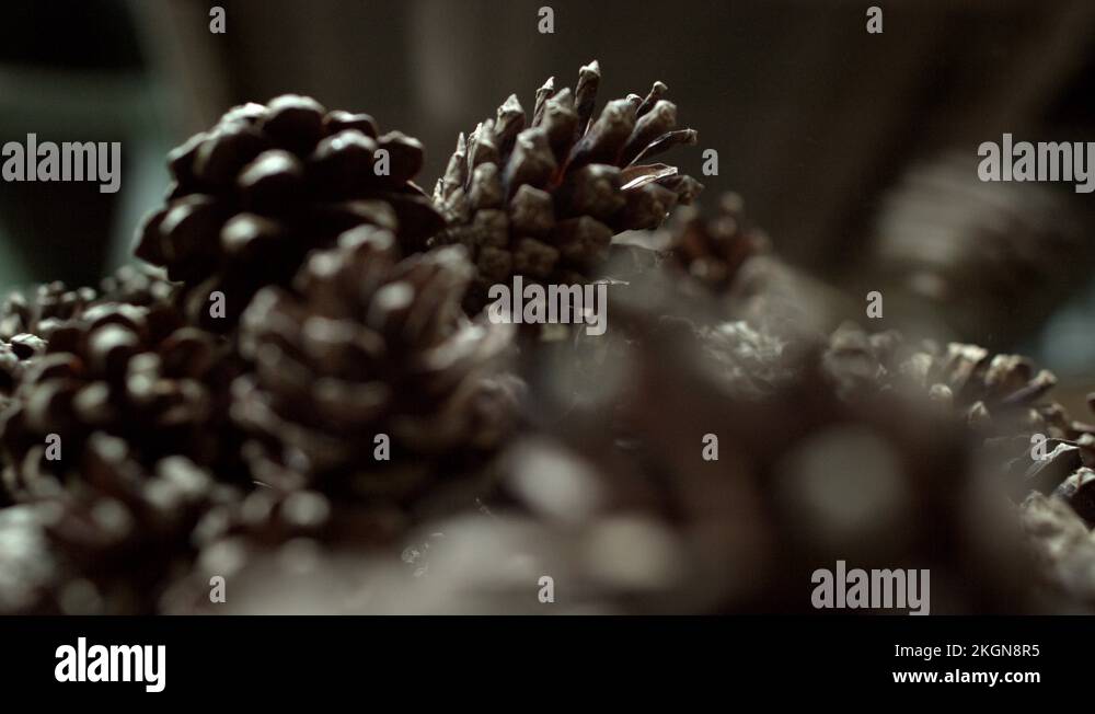 Pile of pine cones Stock Videos & Footage - HD and 4K Video Clips - Alamy