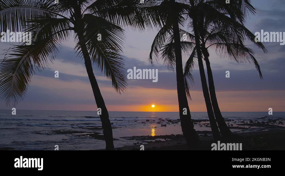 Palm tree silhouette sunset Stock Videos & Footage - HD and 4K Video ...