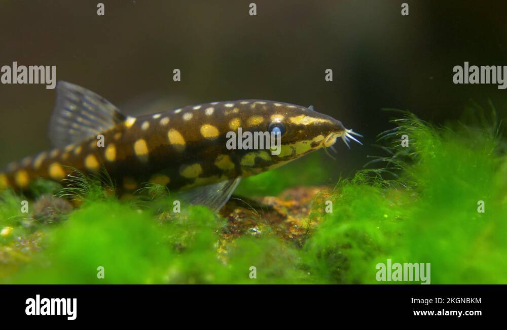Dots fish Stock Videos & Footage - HD and 4K Video Clips - Alamy