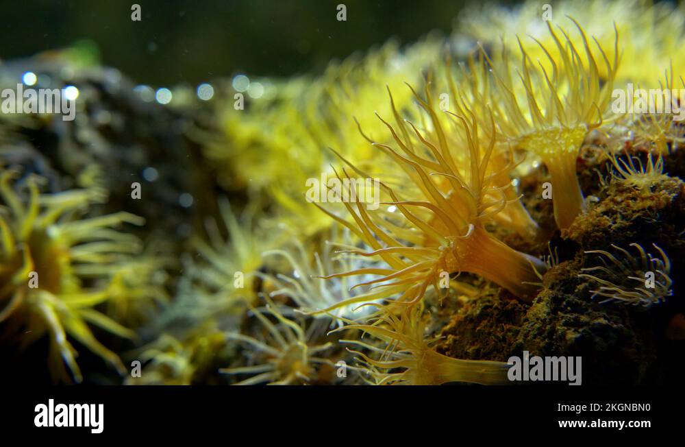 Polyps are yellow or orange Stock Videos & Footage - HD and 4K Video ...