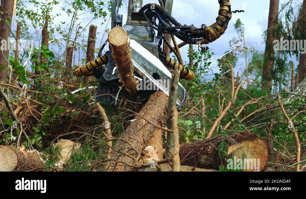 Powerful wood harvester working with logs in pine wood. Farming ...