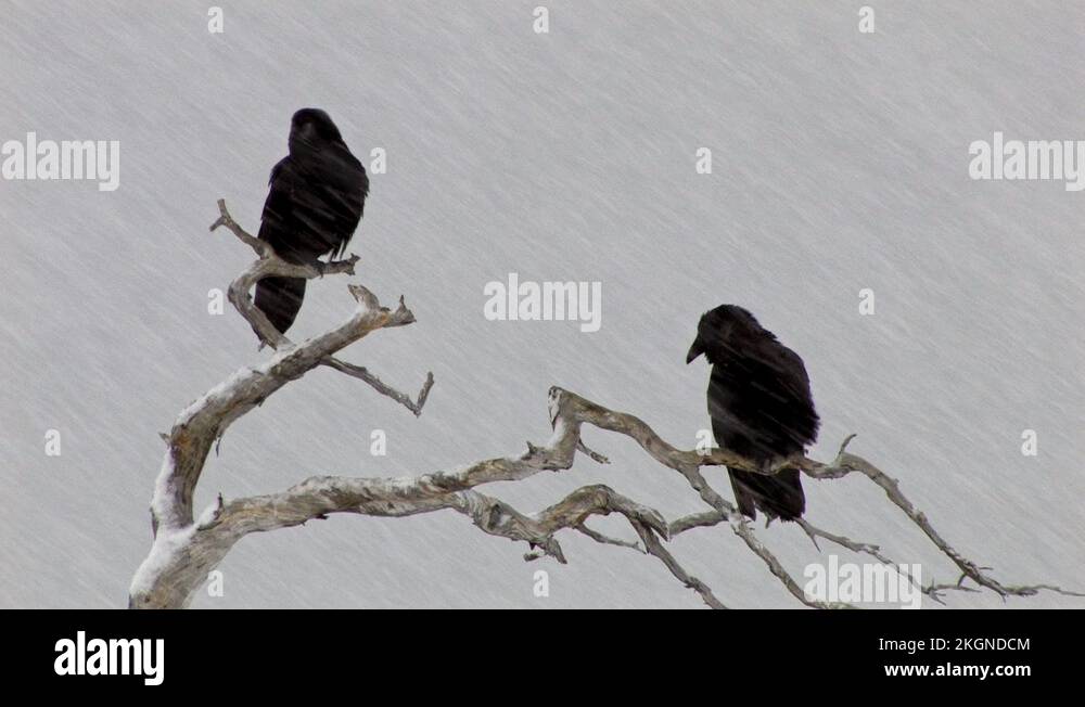 Raven tree europe Stock Videos & Footage - HD and 4K Video Clips - Alamy